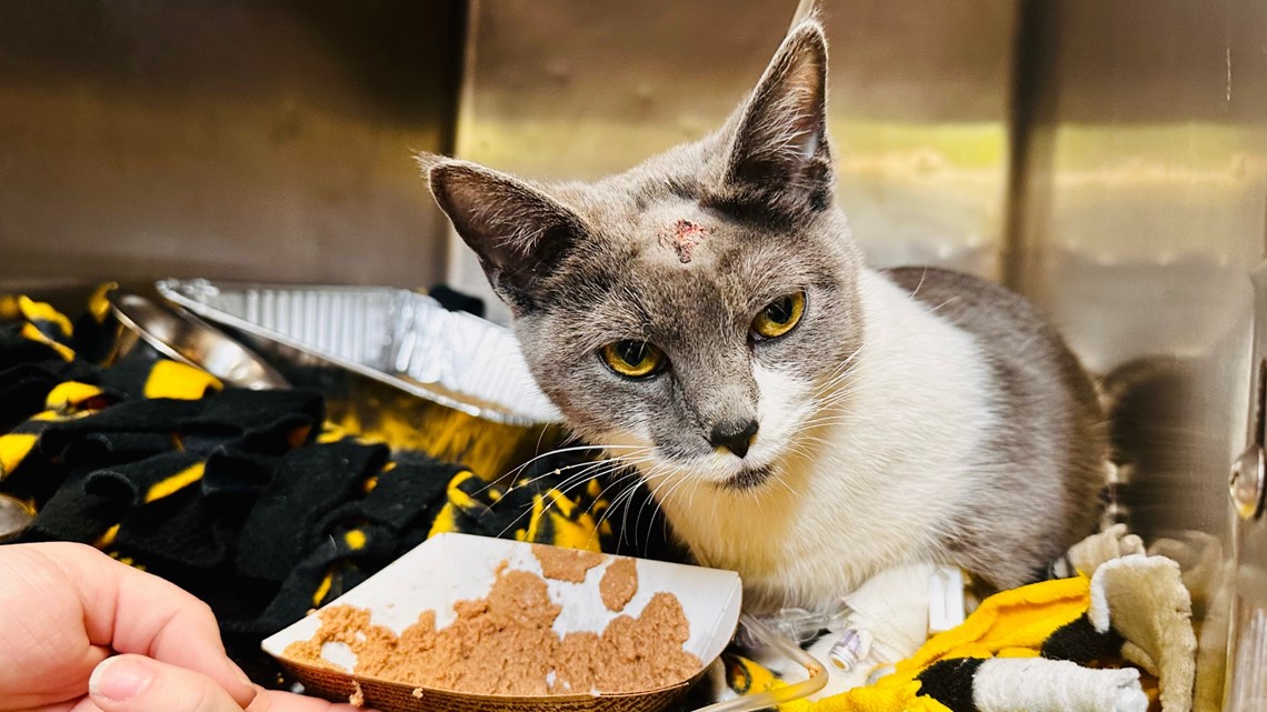 IACS searching for person who stabbed cat | whas11.com