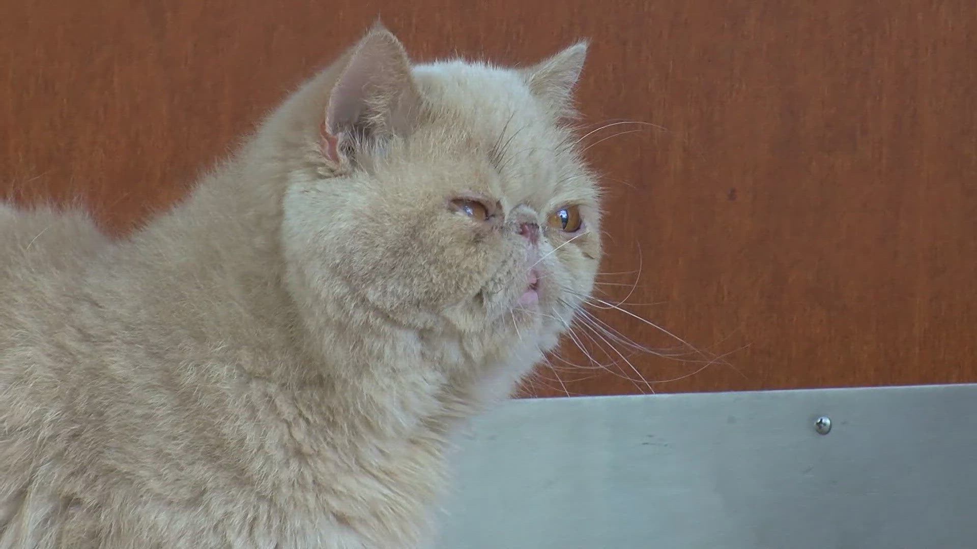 BGSU football's locker room cat goes viral | whas11.com