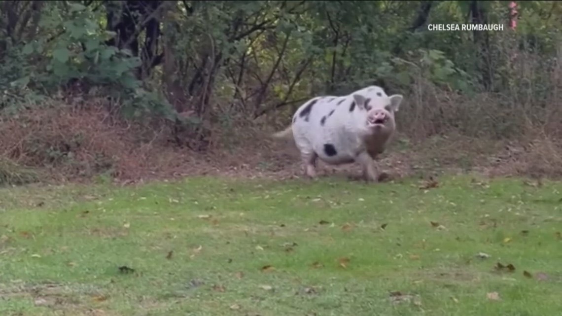 A Halloween miracle | 'Kevin Bacon' the pig has been caught | whas11.com