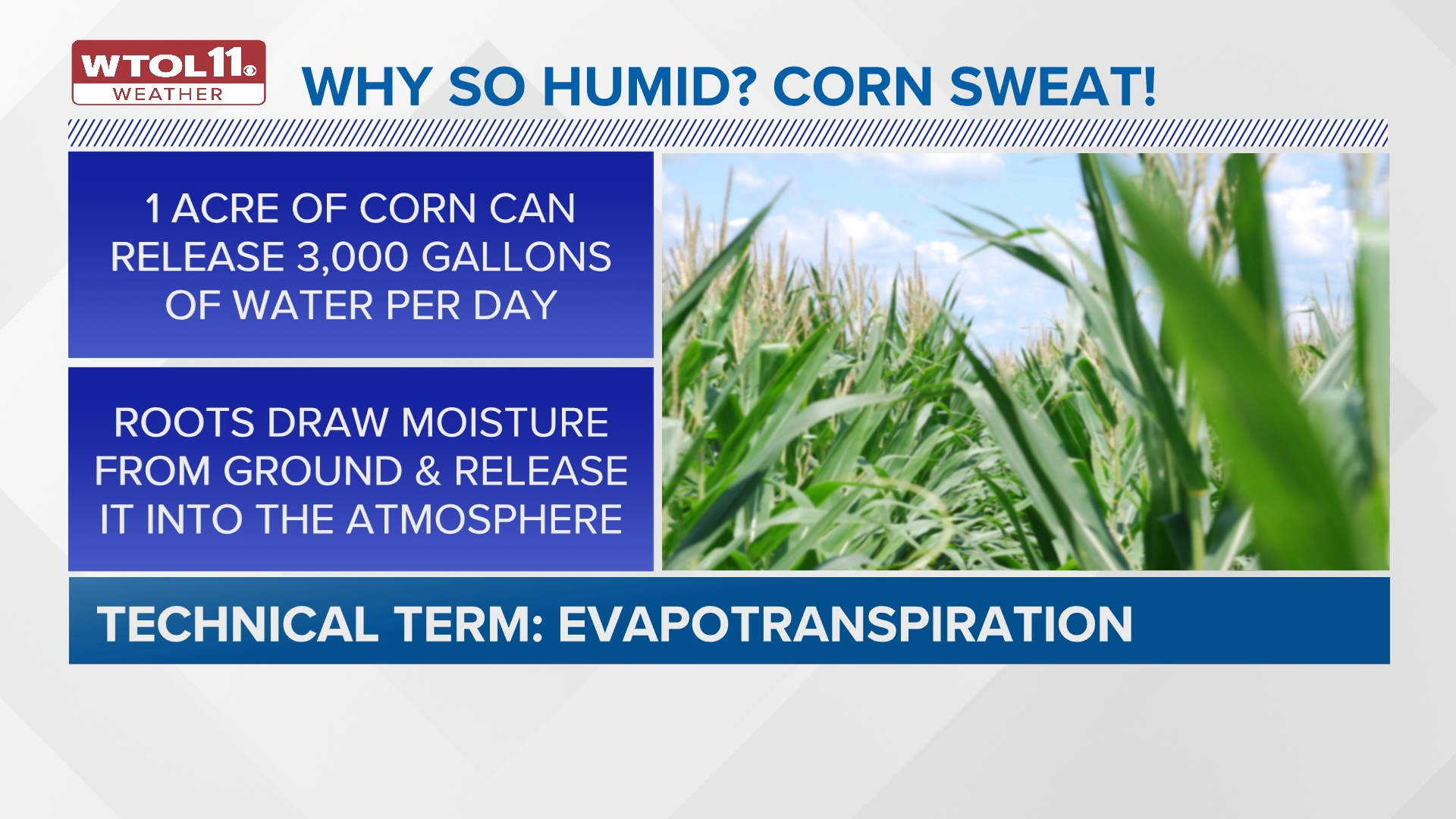 What is 'corn sweat' and how does it contribute to heat, humidity ...