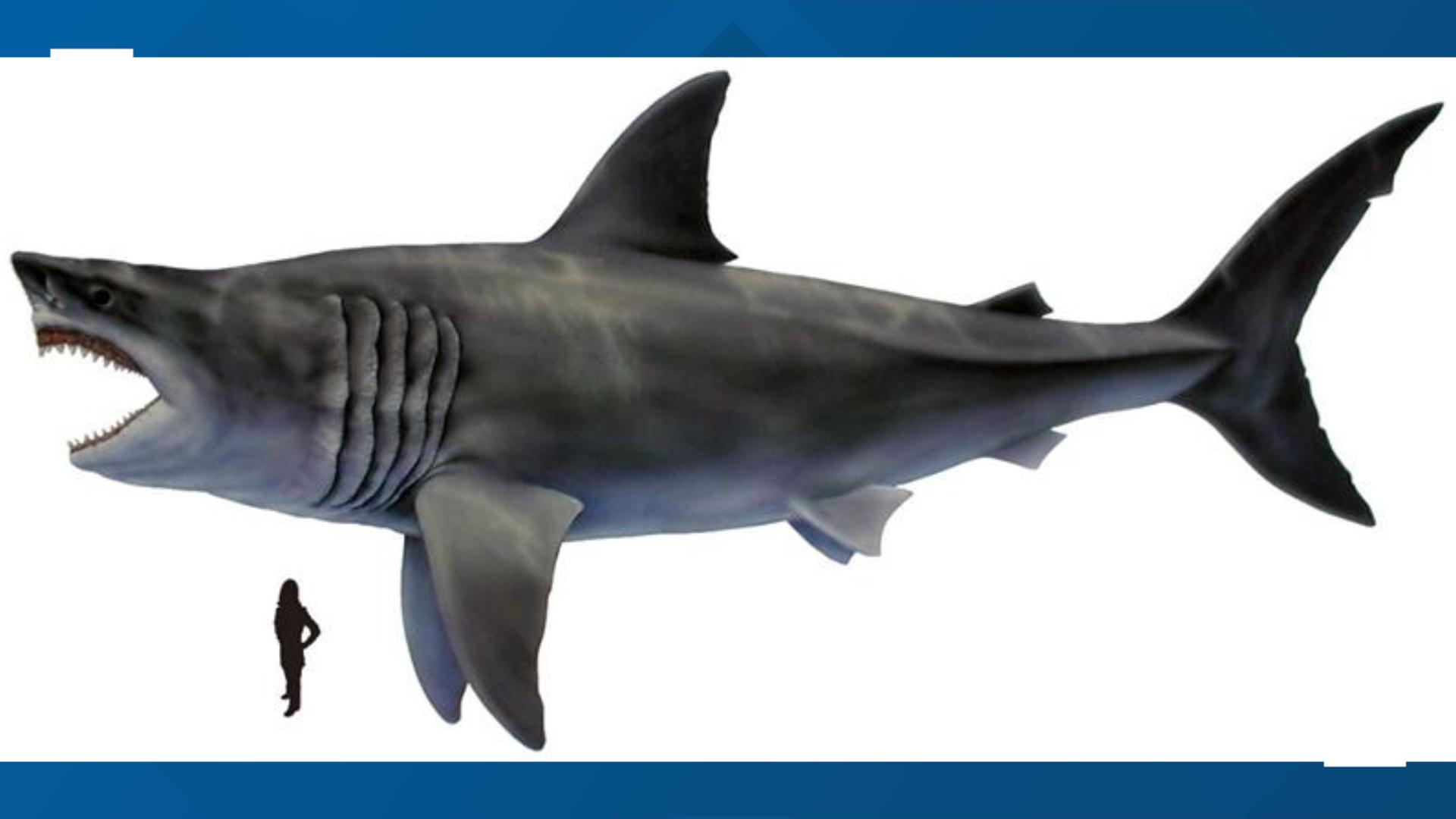 Maryland has a new state shark: the Megalodon | whas11.com