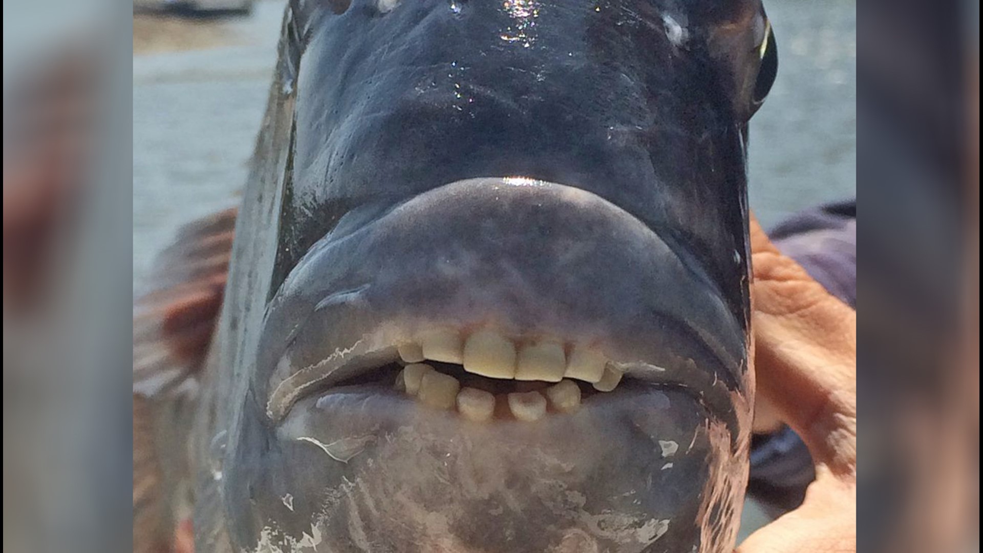 Fish with human-like teeth caught in South Carolina | whas11.com
