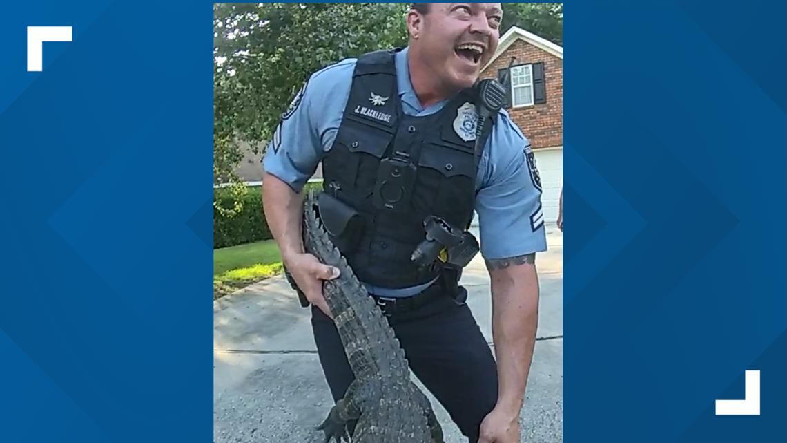 Chatham County gator captured video | whas11.com